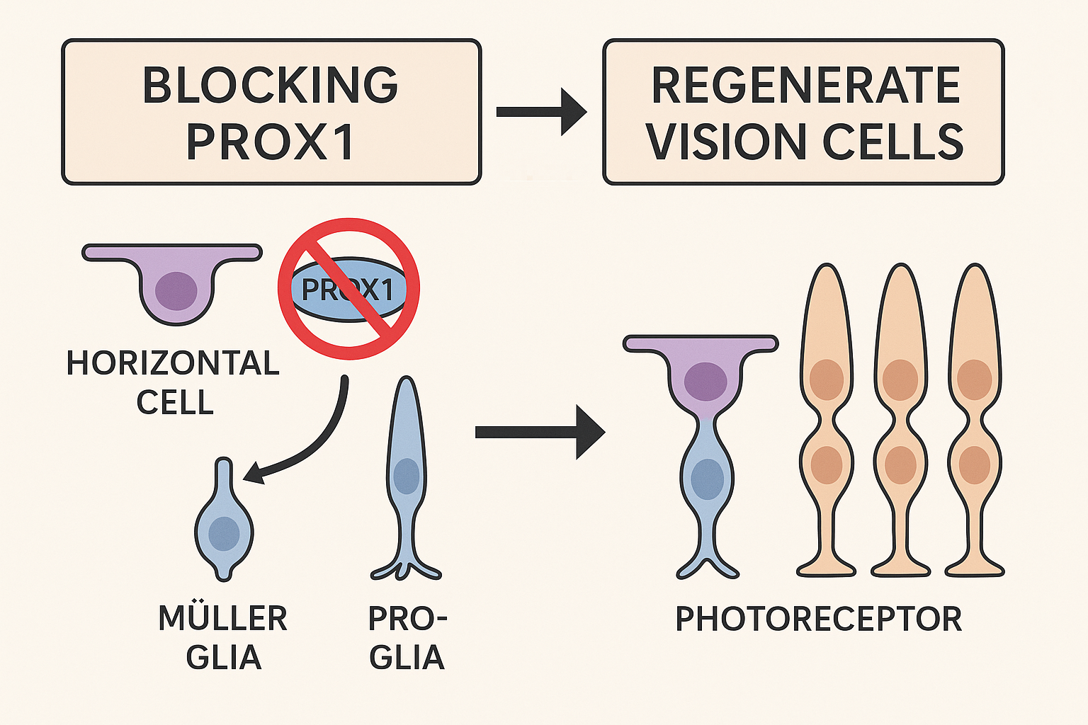 Contact Lens King Blog
