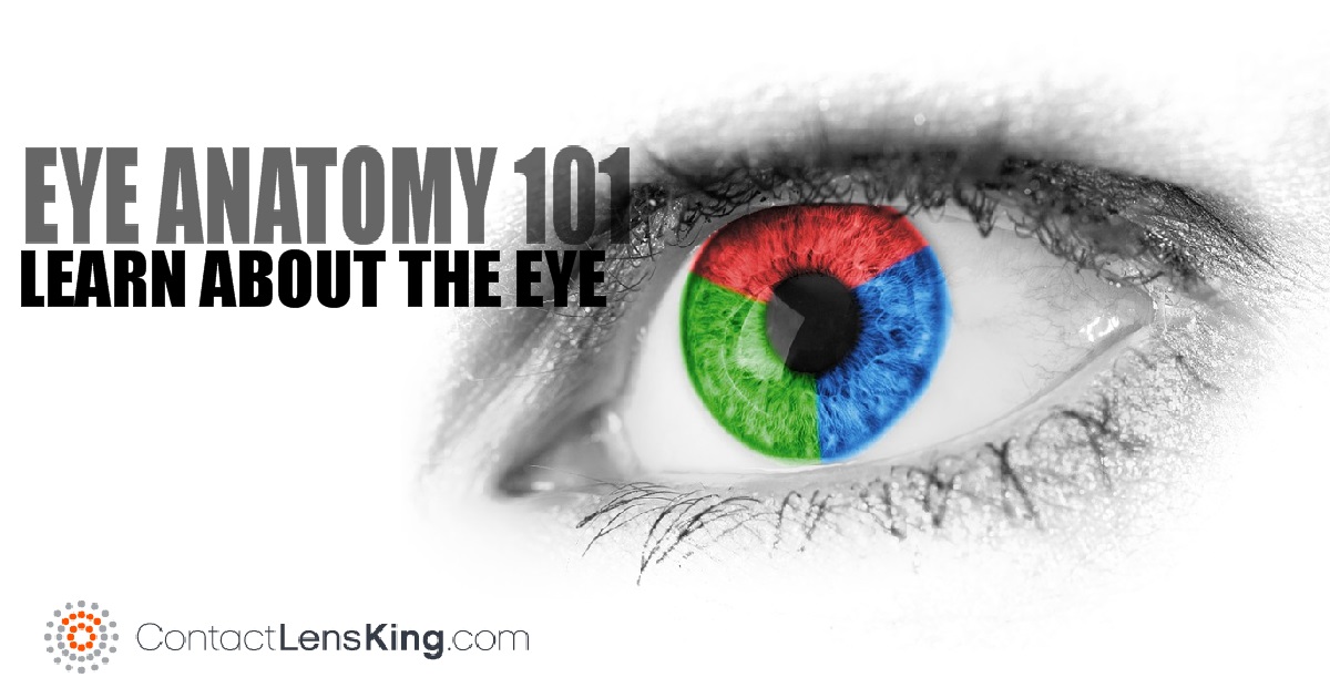 Eye Anatomy | Basic Parts of the Eye - Contact Lens King Blog