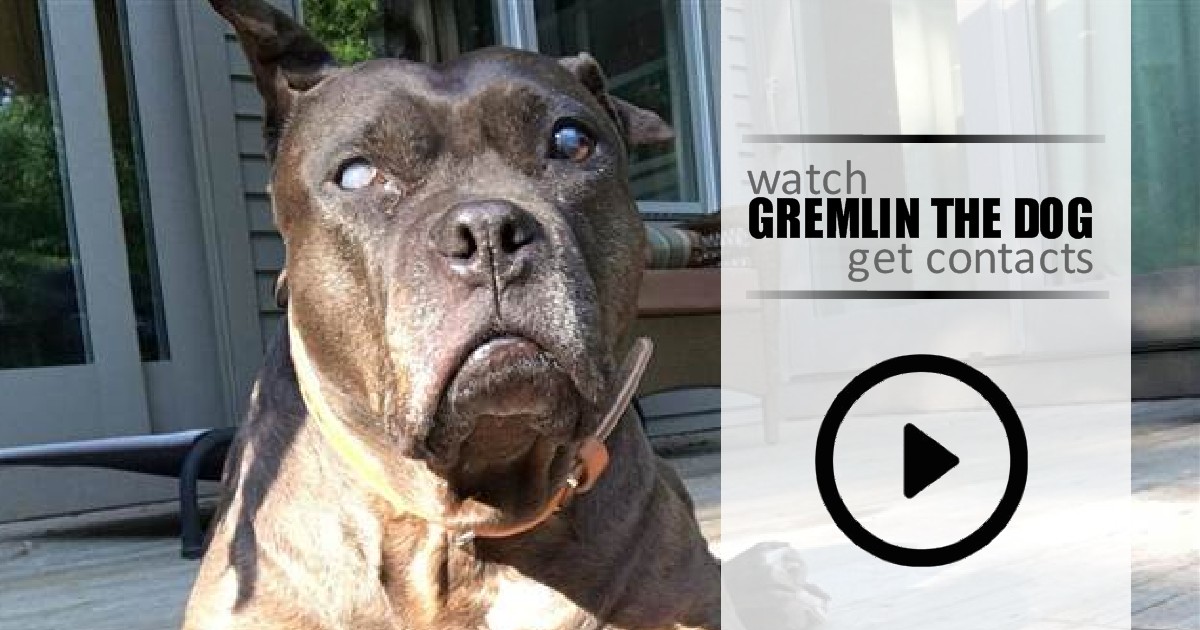 Gremlin the Dog Gets Contact Lenses - Contact Lens King Blog