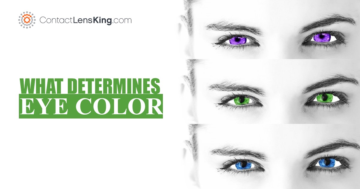 What Determines Eye Color, Is It Genetics? - Contact Lens King Blog