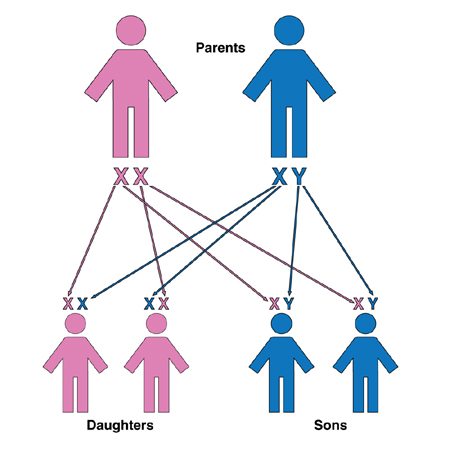 Protanomaly and Protanopia | Understanding Red-Green Color Blindness ...